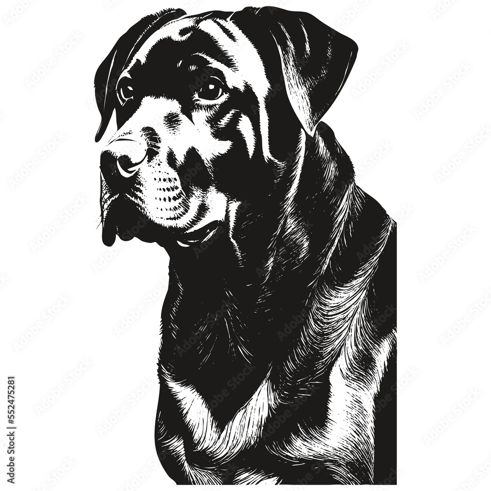 Rottweiler line drawing vector ,black and white drawing of dog Stock ...