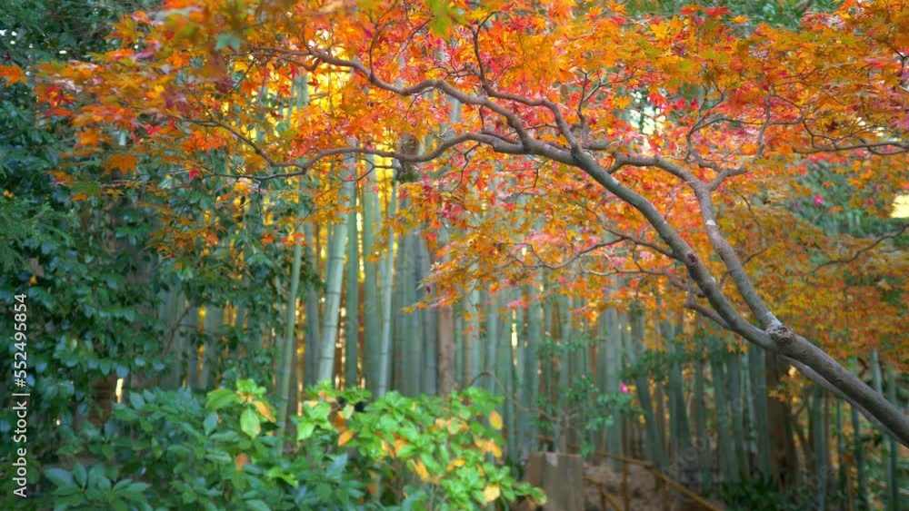 red Japanese maple in a bamboo forest, Japanese traditional garden, zen ...