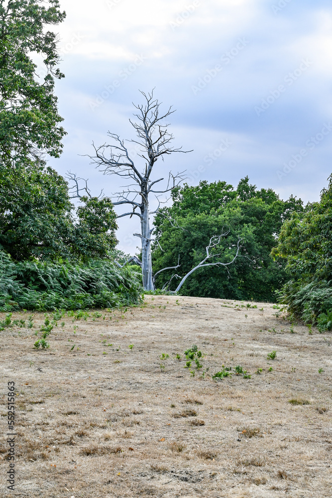 freistehender Baum im Shorne Woods Country Park, Shorne, England ...