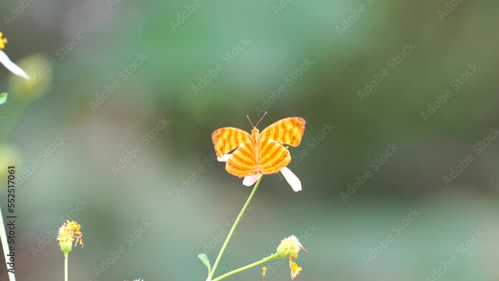 Butterfly close-up video Colorful tropical butterfly insects can be ...