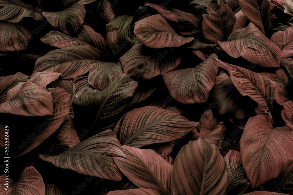 abstract red leaf texture, nature background, tropical leaf Stock Photo ...