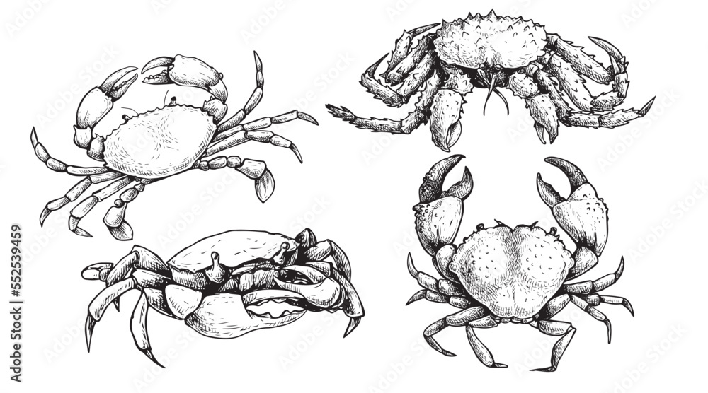 Various crab set. Hand drawn sketch style crawfish collection in retro ...