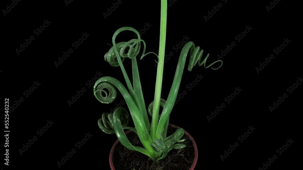 Time lapse of growing Albuca plant in RGB + ALPHA matte format isolated ...