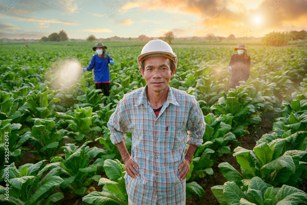 elderly man farming Doing agriculture, planting crops Smiling Asian ...