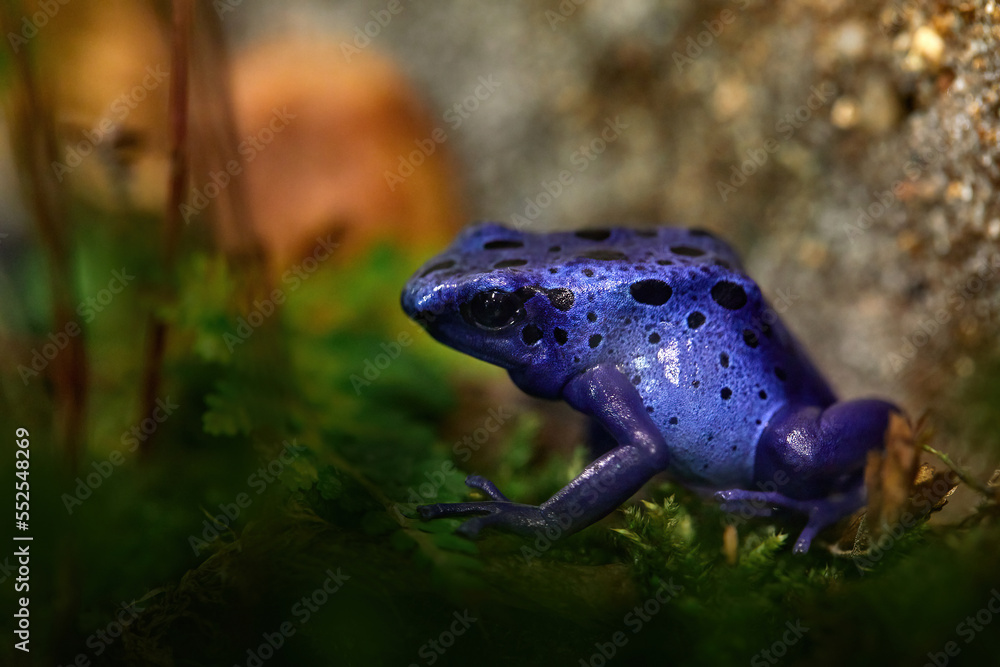 Dendrobates tinctorius 'True Sipaliwini', Dyeing Poison Dart Frog, blue ...