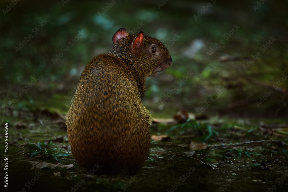 Wildlife Costa Rica. Agouti in the tropical forest. Animal in nature ...