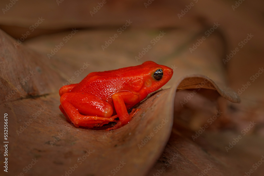 Golden mantella, Mantella aurantiaca, orange red frog from Andasibe ...