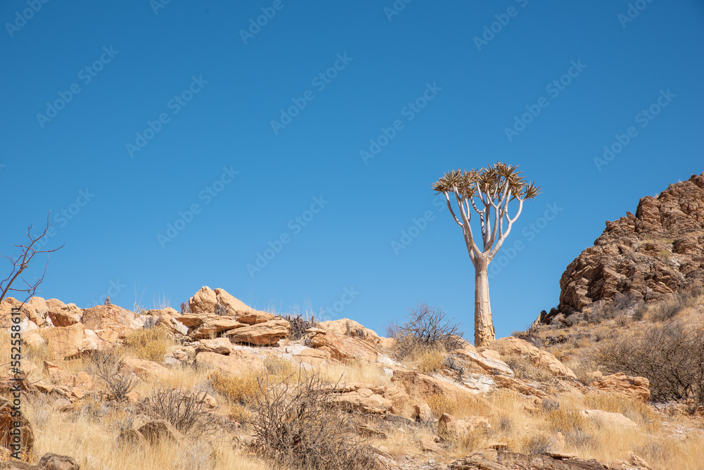 The beautiful natural scenery of Namibia, the magical Quiver Tree ...
