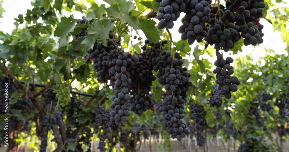 Vidéo Stock Growing grapes under the summer sun in southern countries ...