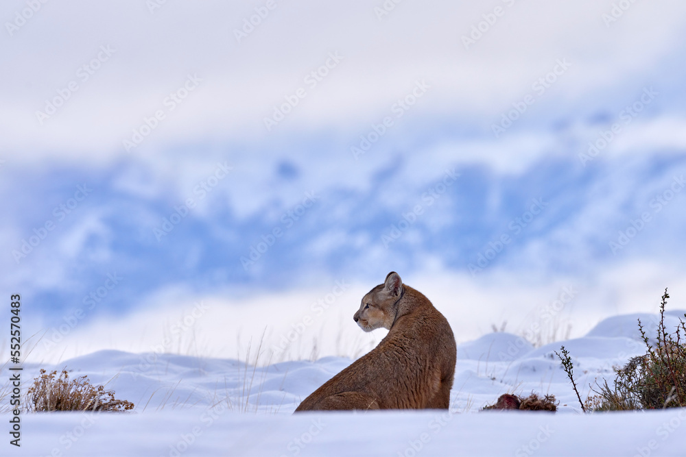 Photo & Art Print Puma eating guancao carcass, skeleton in the mouth ...