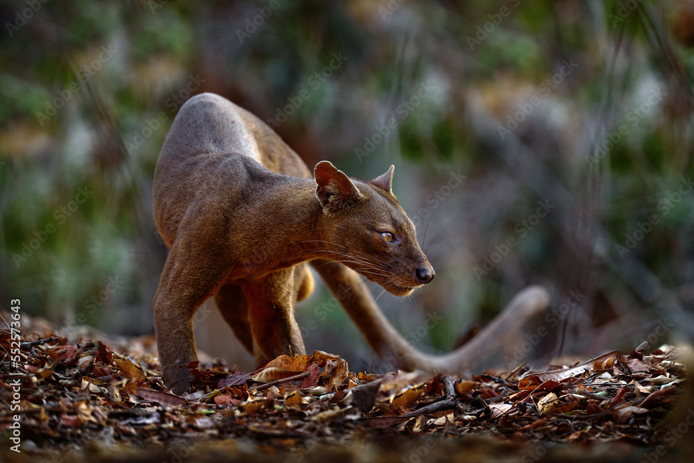 Fosa, Cryptoprocta ferox, Kirindy Forest in Madagascar. Beast of prey ...