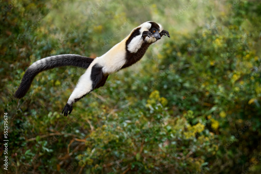 Madagascar wildlife, monkley forest jump fly leap. Black-and-white ...