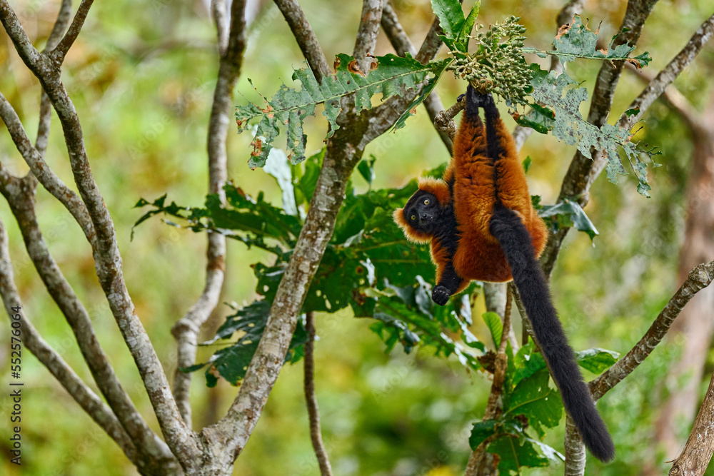 Red ruffed lemur, Varecia rubra, Park National Andasibe - Mantadia in ...