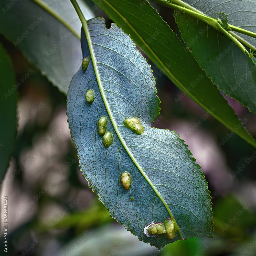 Galls of Pontania proxima on green leaf, sick tree. Pontania proxima ...