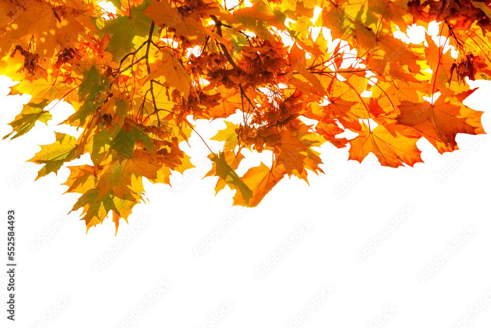 Autumn leaves fall texture isolated in PNG transparent background, red ...