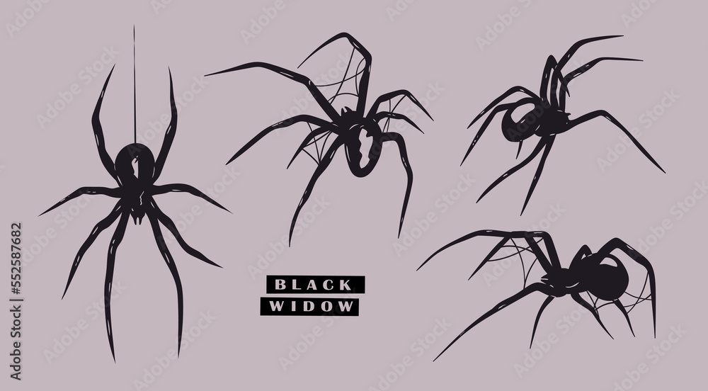 Black Widow spider set. Various positions. Every spider is isolated ...