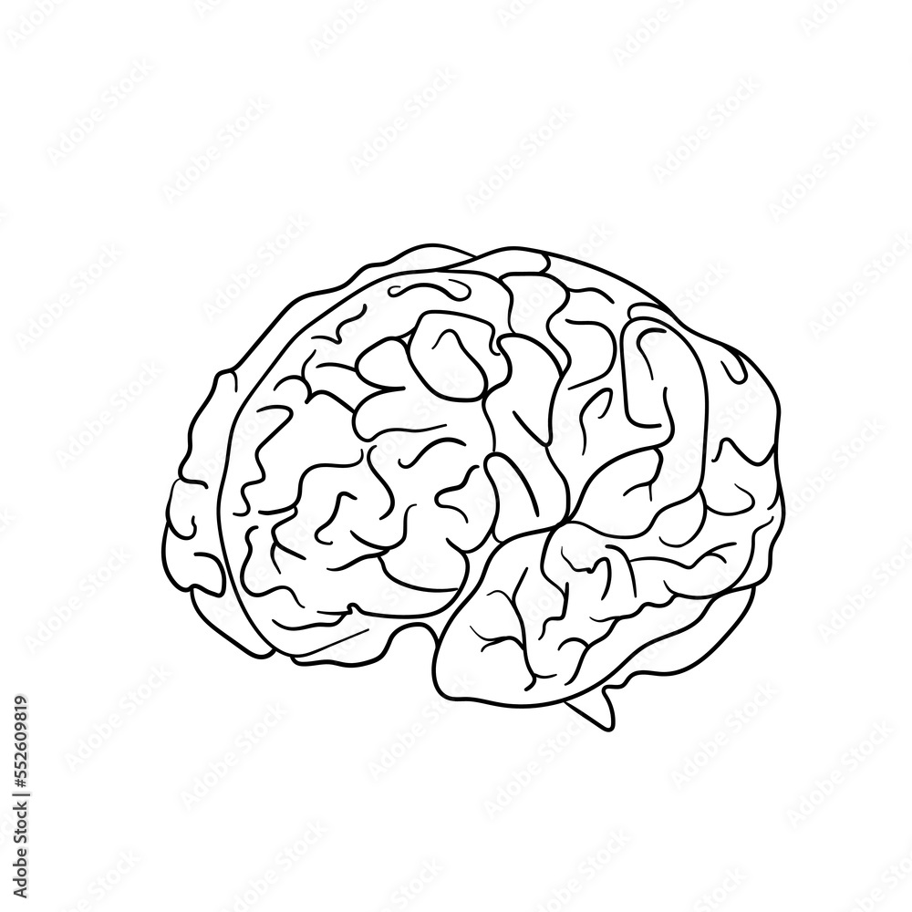 Human brain vector. Line drawing of a human brain. Hand draw object of ...