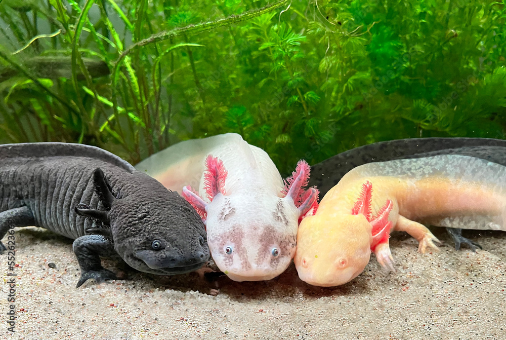 Ambystoma Mexicanum