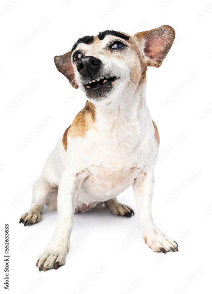 Funny dog sits upright on white. sarcastic judgmental haughty look ...