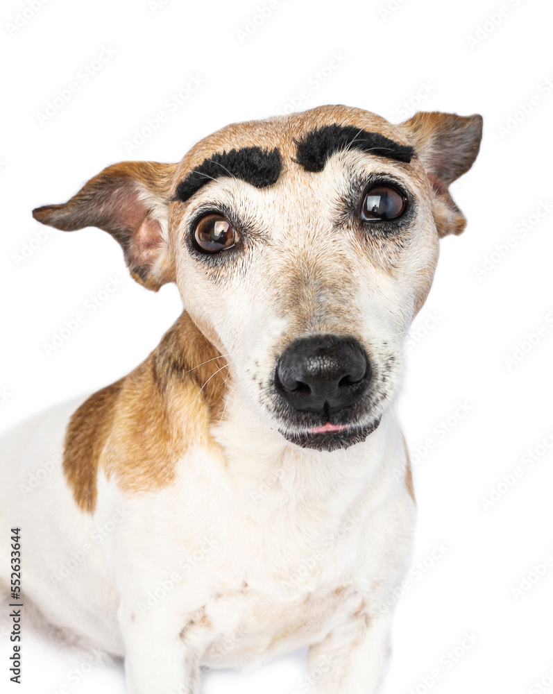 Silly adorable dog face close up portrait with big funny black eyebrows ...