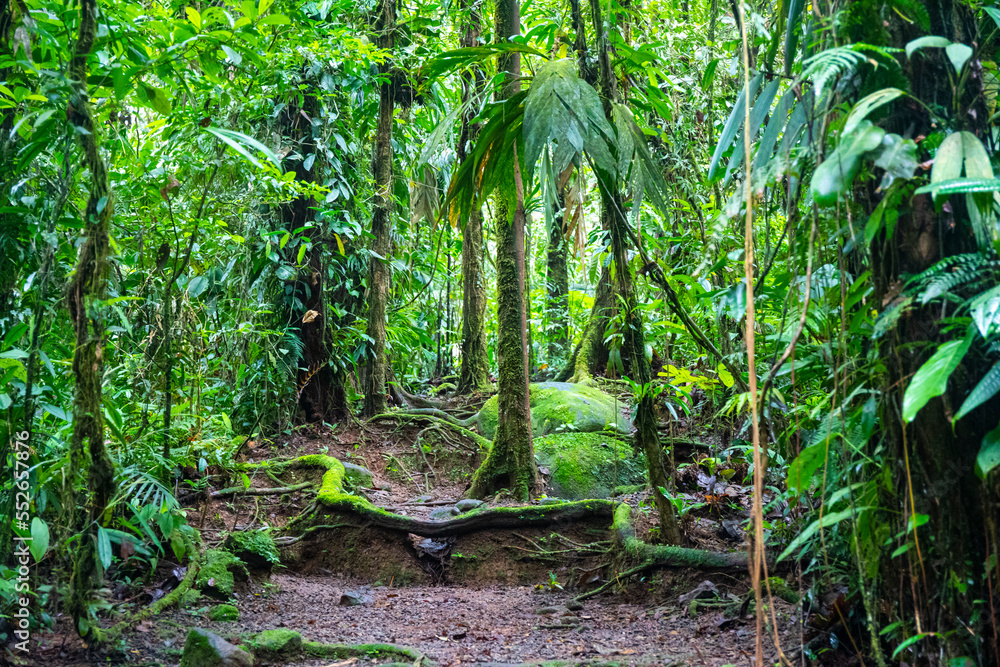 a magical, scenic path through Costa Rica's dense tropical rainforest ...