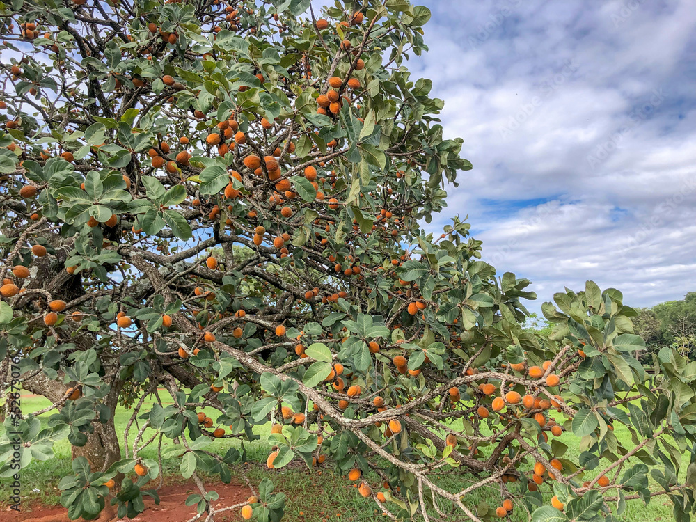 Curriola fruit (Pouteria guianensis or Pouteria torta or Pouteria ...