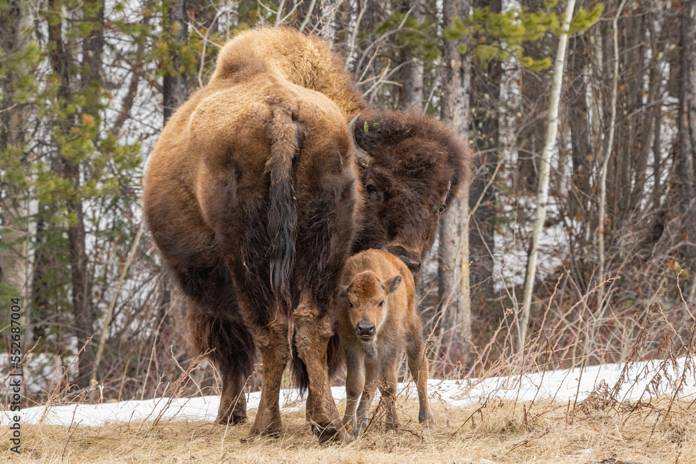 Portrait of a Bison (Bison bison) with her calf along the roadside in ...