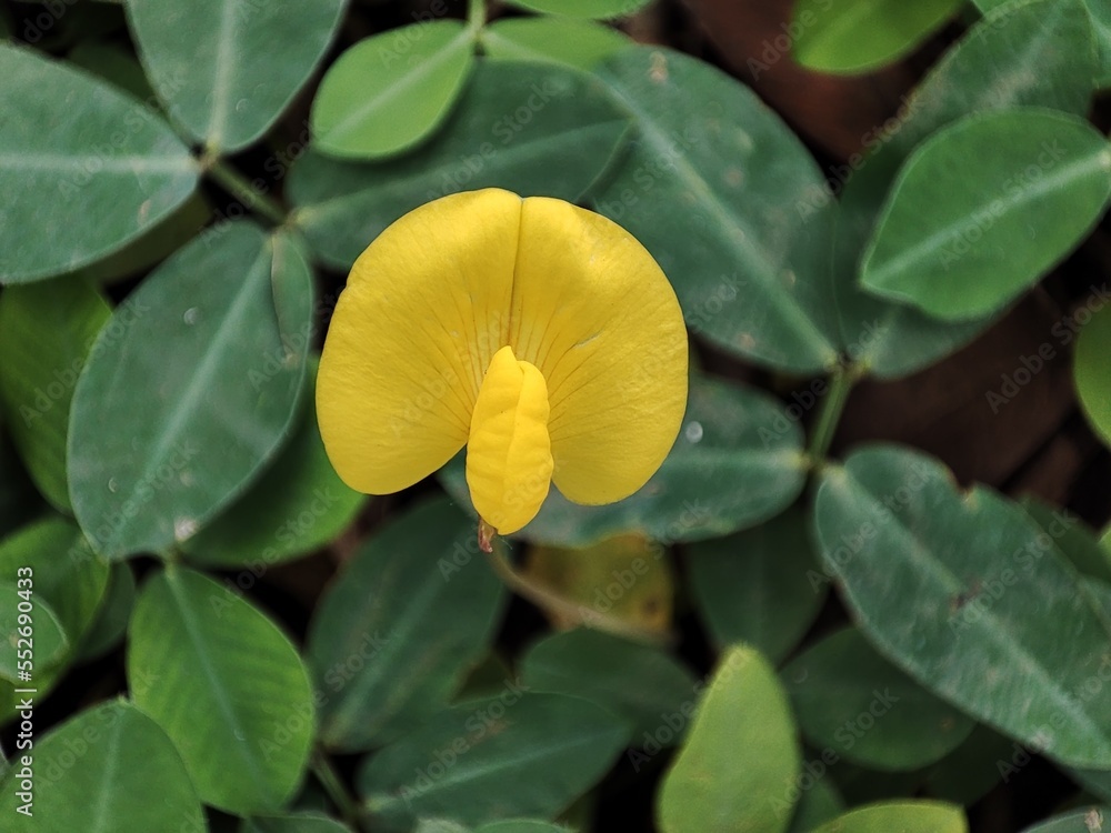 Yellow flower Arachis pintoi ,Brazil bean plants ,arachis hypogaea ...