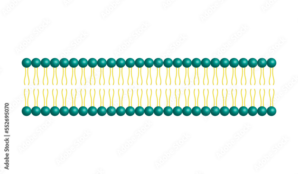 Phospholipid Bilayer Structure. Hydrophilic Heads and Hydrophobic Tails ...