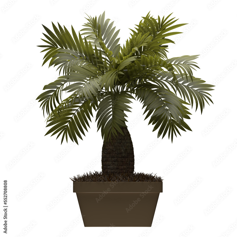 Generic Plant Tree PNG rendered in 4K Resolution for compositing and ...