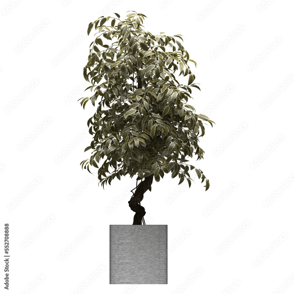 Generic Plant Tree PNG rendered in 4K Resolution for compositing and ...
