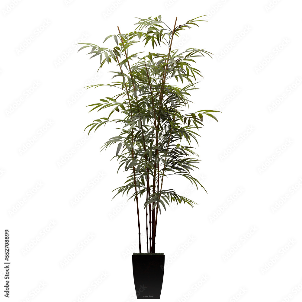 Generic Plant Tree PNG rendered in 4K Resolution for compositing and ...