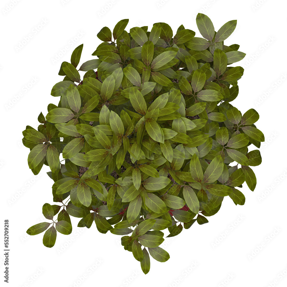 Generic Plant Tree PNG rendered in 4K Resolution for compositing and ...