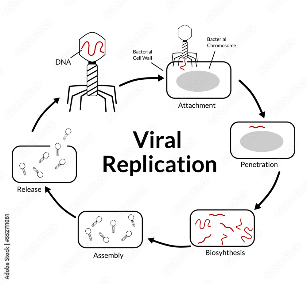Vector illustration of virus replication process, black white, stages ... Vector illustration of virus replication process, black white, stages ...