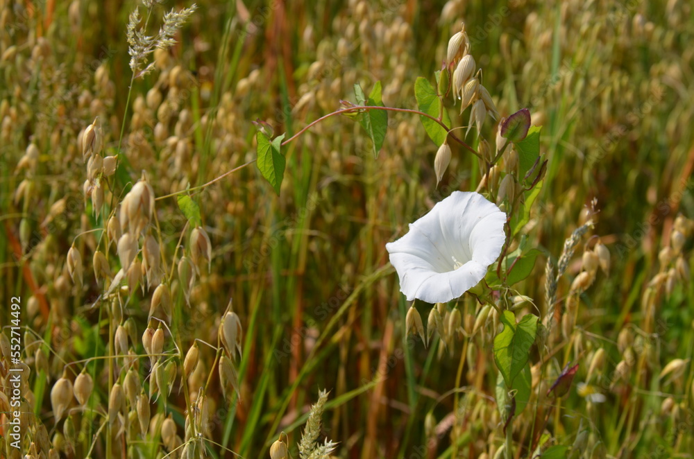 Ackerwinde im Haferfeld. Eine sehr hübsche Blüte, deren Pflanze aber ...