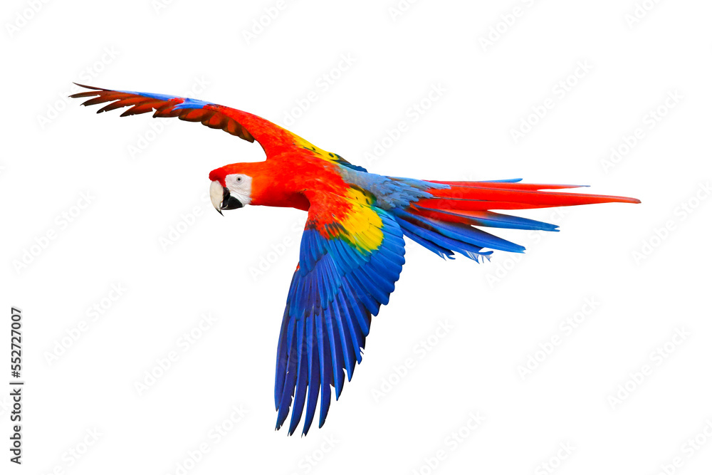Colorful macaw parrot flying isolated on transparent background png ...