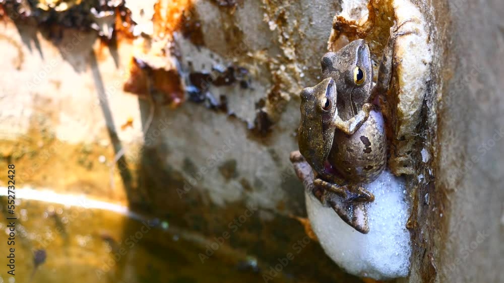 Common tree frog breeding by the male is hugged on the female back, Two ...
