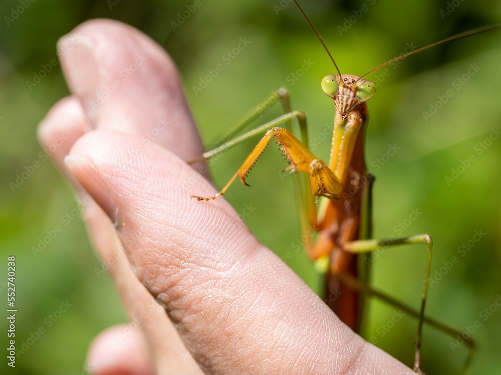 Praying mantis on the palm of a hand. Stock Photo | Adobe Stock