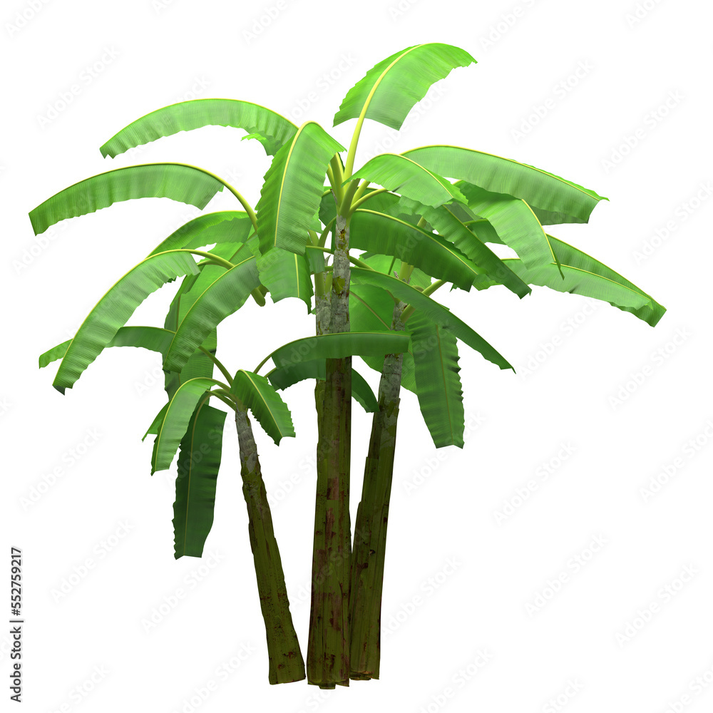 Generic Plant Tree PNG rendered in 4K Resolution for compositing and ...