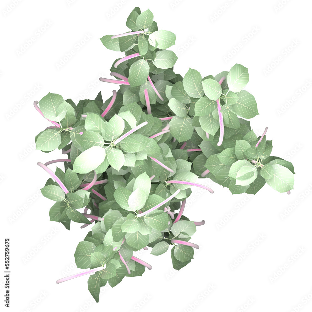 Generic Plant Tree PNG rendered in 4K Resolution for compositing and ...