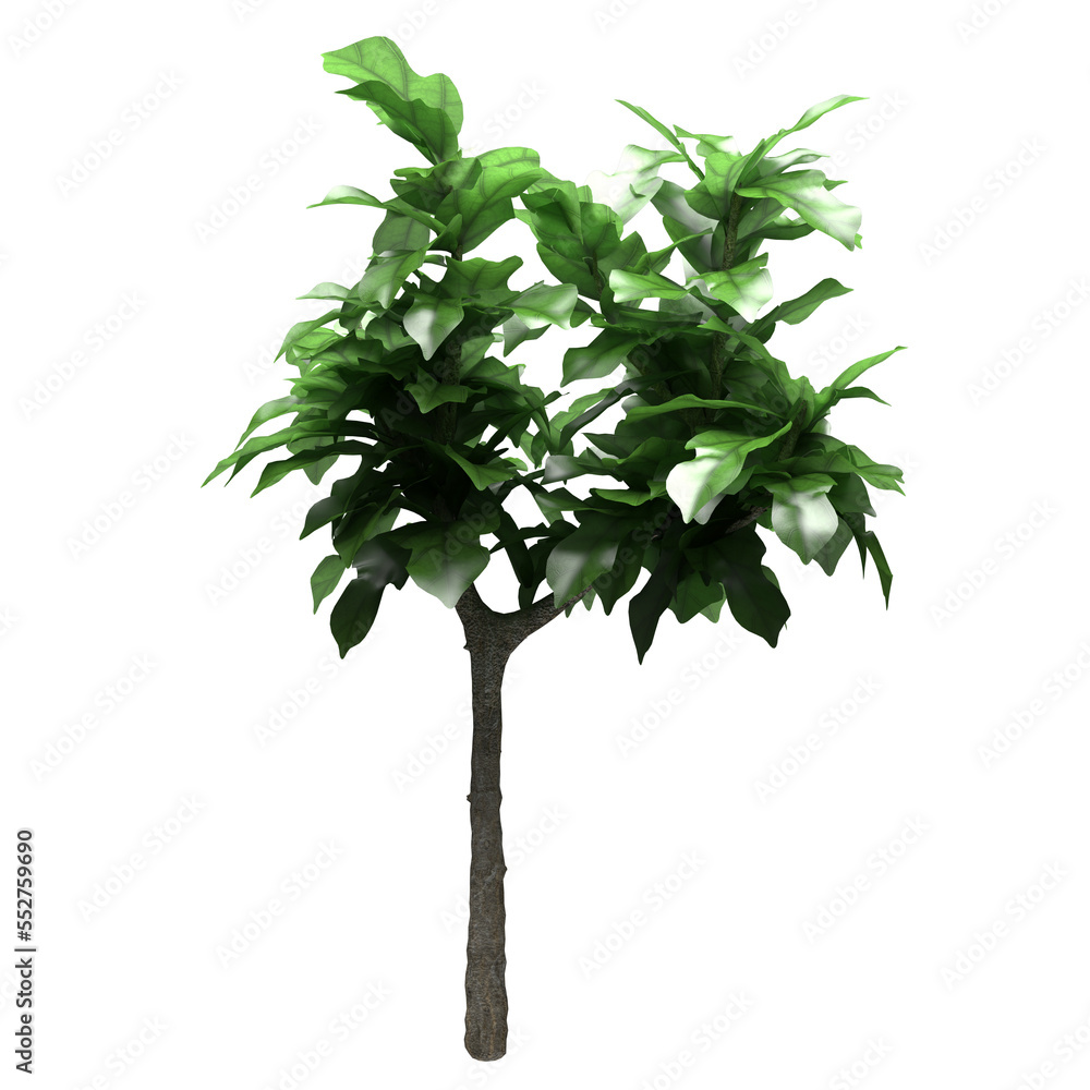 Generic Plant Tree PNG rendered in 4K Resolution for compositing and ...