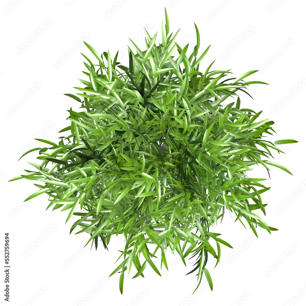 Generic Plant Tree PNG rendered in 4K Resolution for compositing and ...