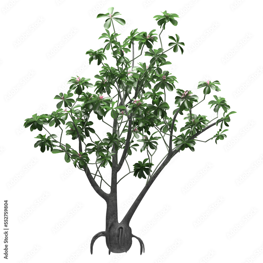 Generic Plant Tree PNG rendered in 4K Resolution for compositing and ...