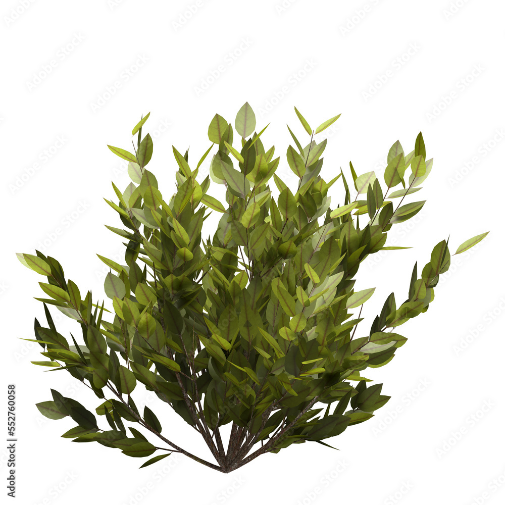 Generic Plant Tree PNG rendered in 4K Resolution for compositing and ...