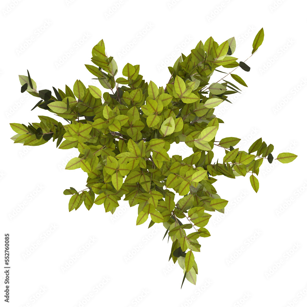 Generic Plant Tree PNG rendered in 4K Resolution for compositing and ...