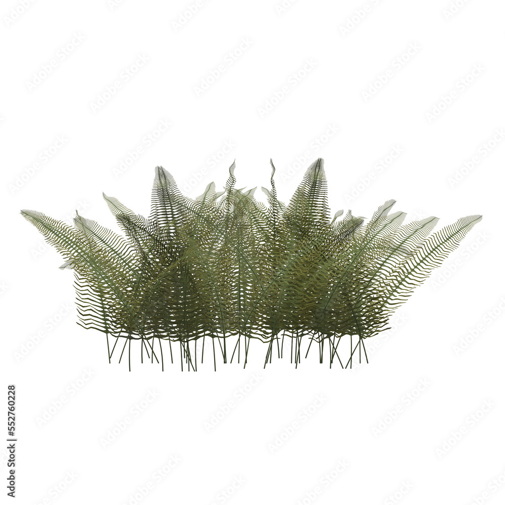 Generic Plant Tree PNG rendered in 4K Resolution for compositing and ...
