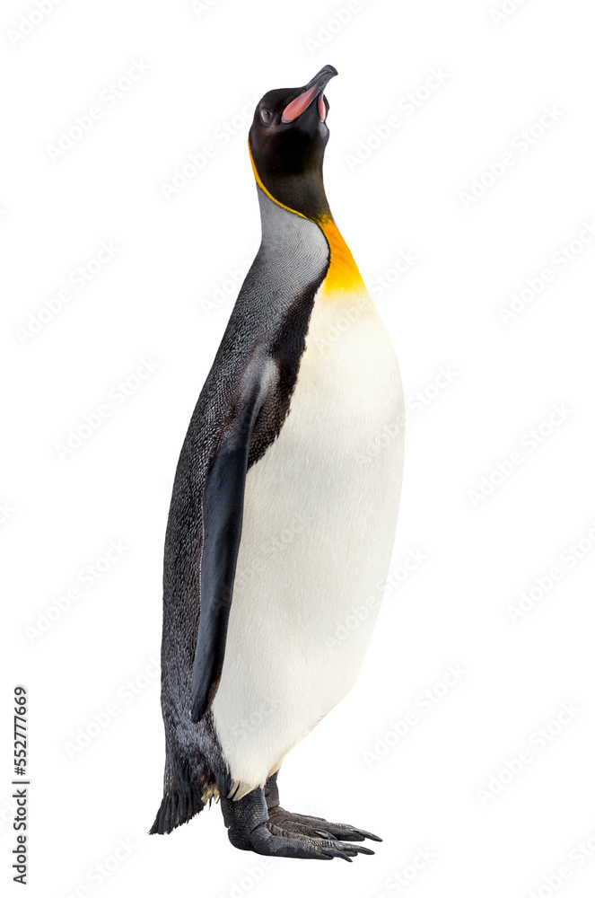 Transparent Png Penguins - Transparent Background Stock Photo | Adobe Stock