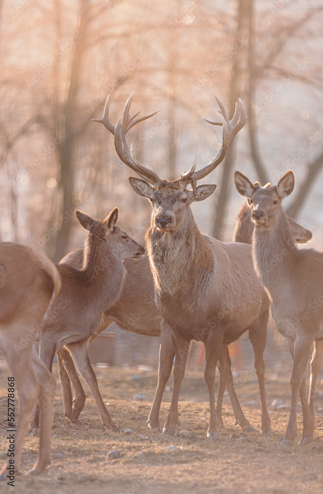 Red deer is one of the largest deer species, and they are relatively ...
