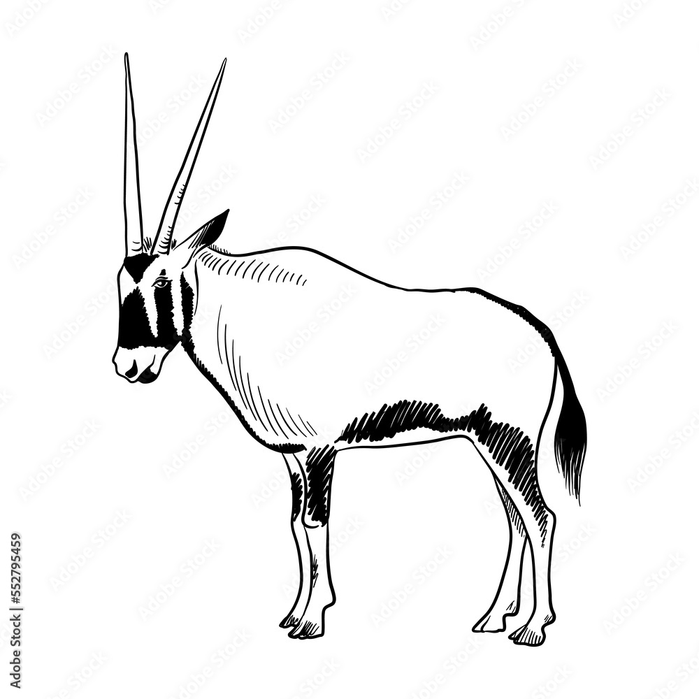 vector drawing sketch of animal, East African oryx, hand drawn beisa ...