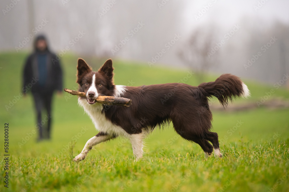 Beautiful young happy brown Border Collie pure breed dog with tree ...